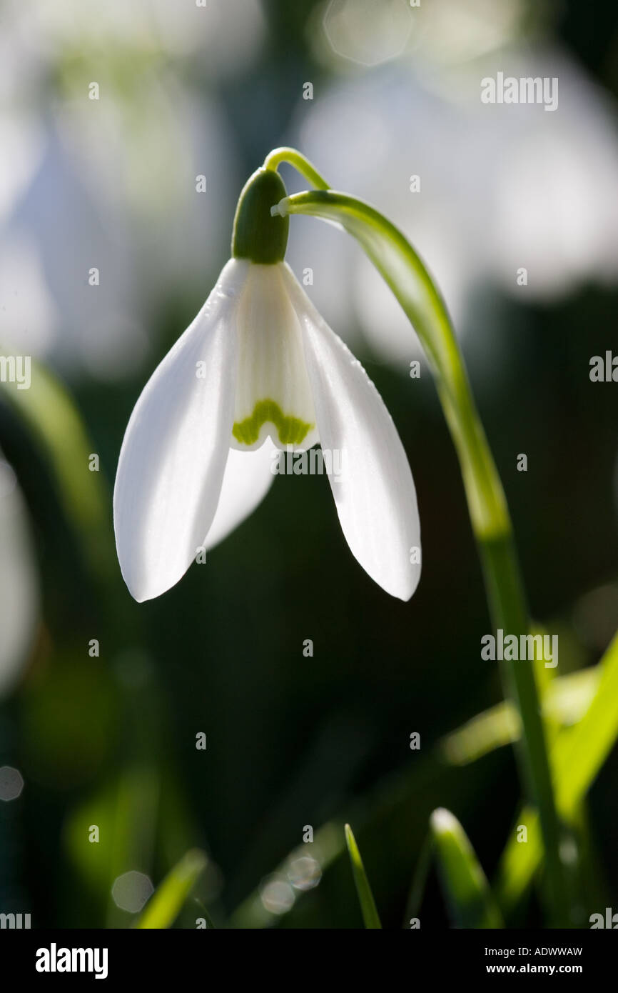 Snowdrop Oxfordshire England United Kingdom Stock Photo - Alamy