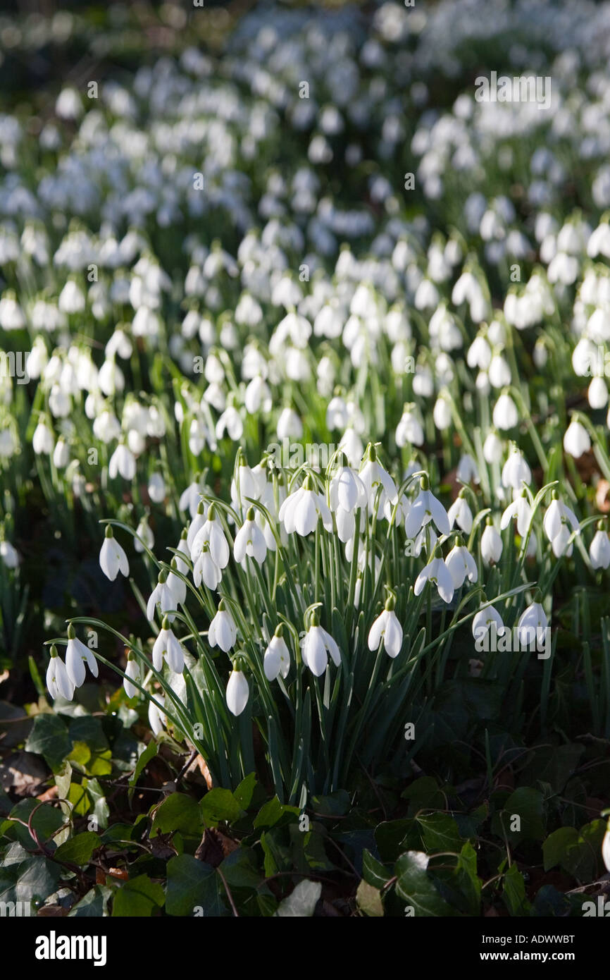 Snowdrops on forest floor in Oxfordshire woodland The Cotswolds England ...