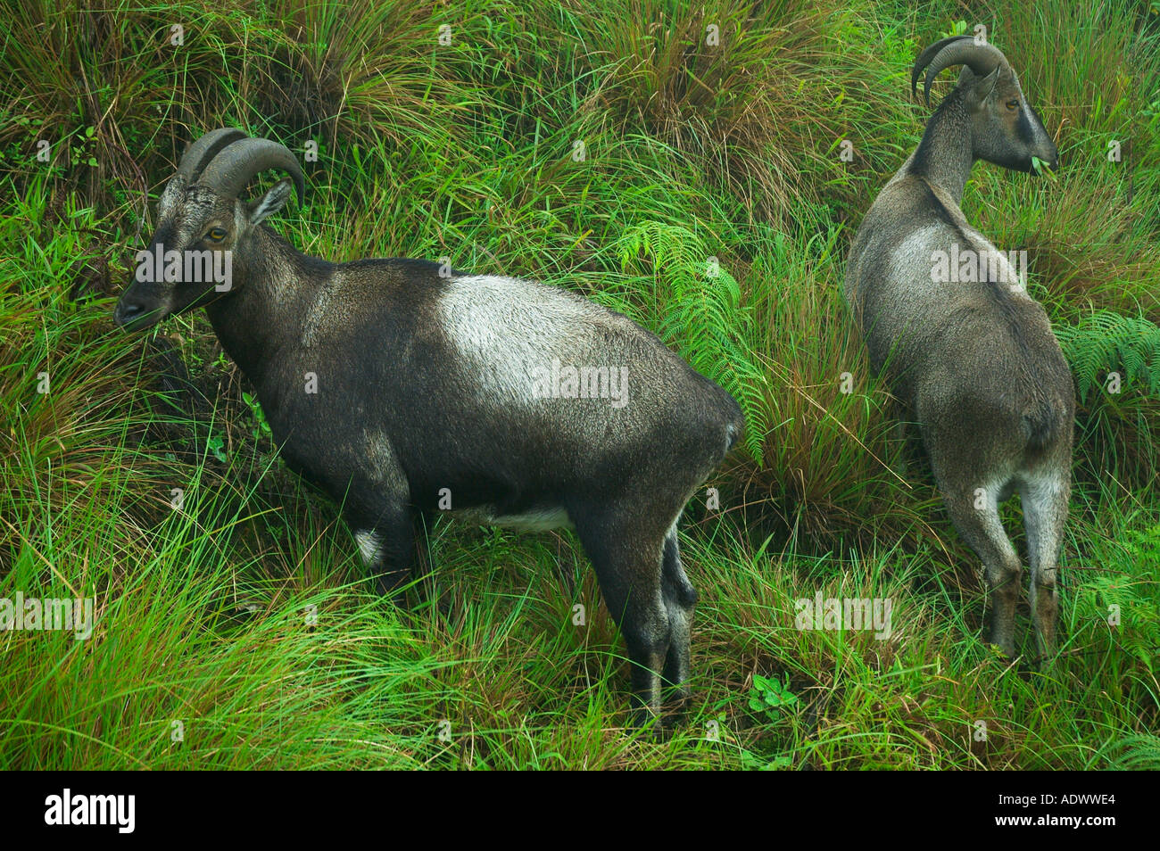 Saddleback Nilgiri Tahr Two full grown males munching grass The goats ...