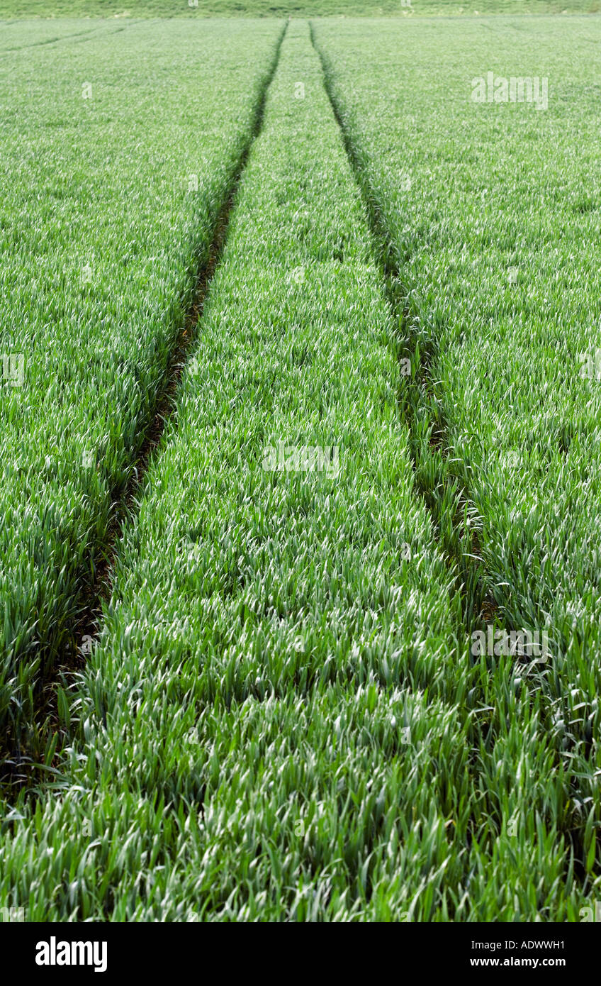 Green field tracks hi-res stock photography and images - Alamy