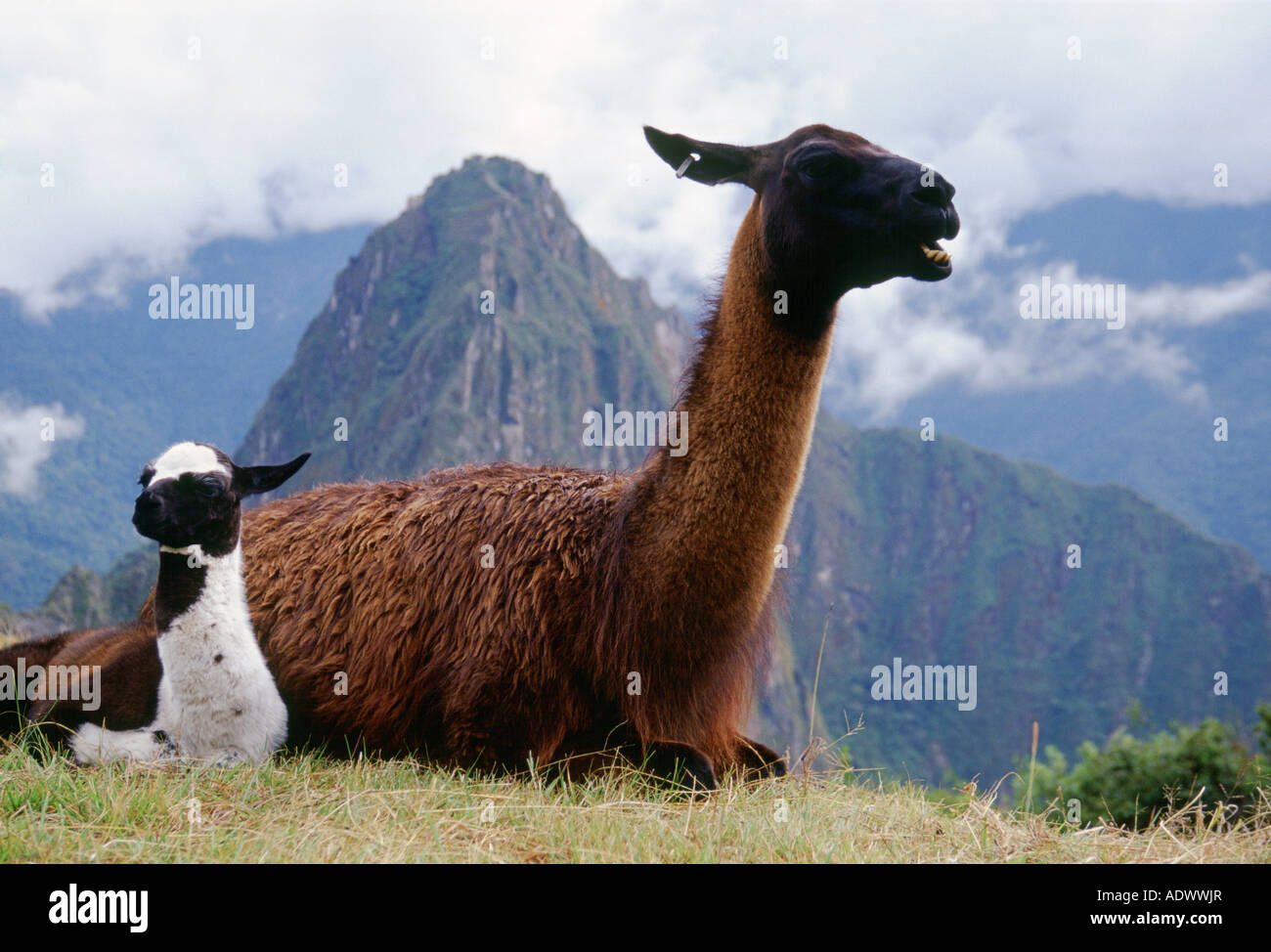 Llama dam and her cria (baby) by Machu Picchu ruins of Inca citadel in ...