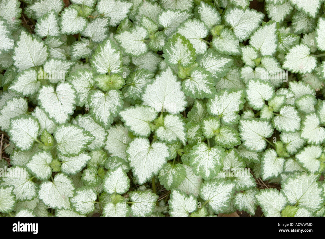 Dead nettle ground cover hi-res stock photography and images - Alamy