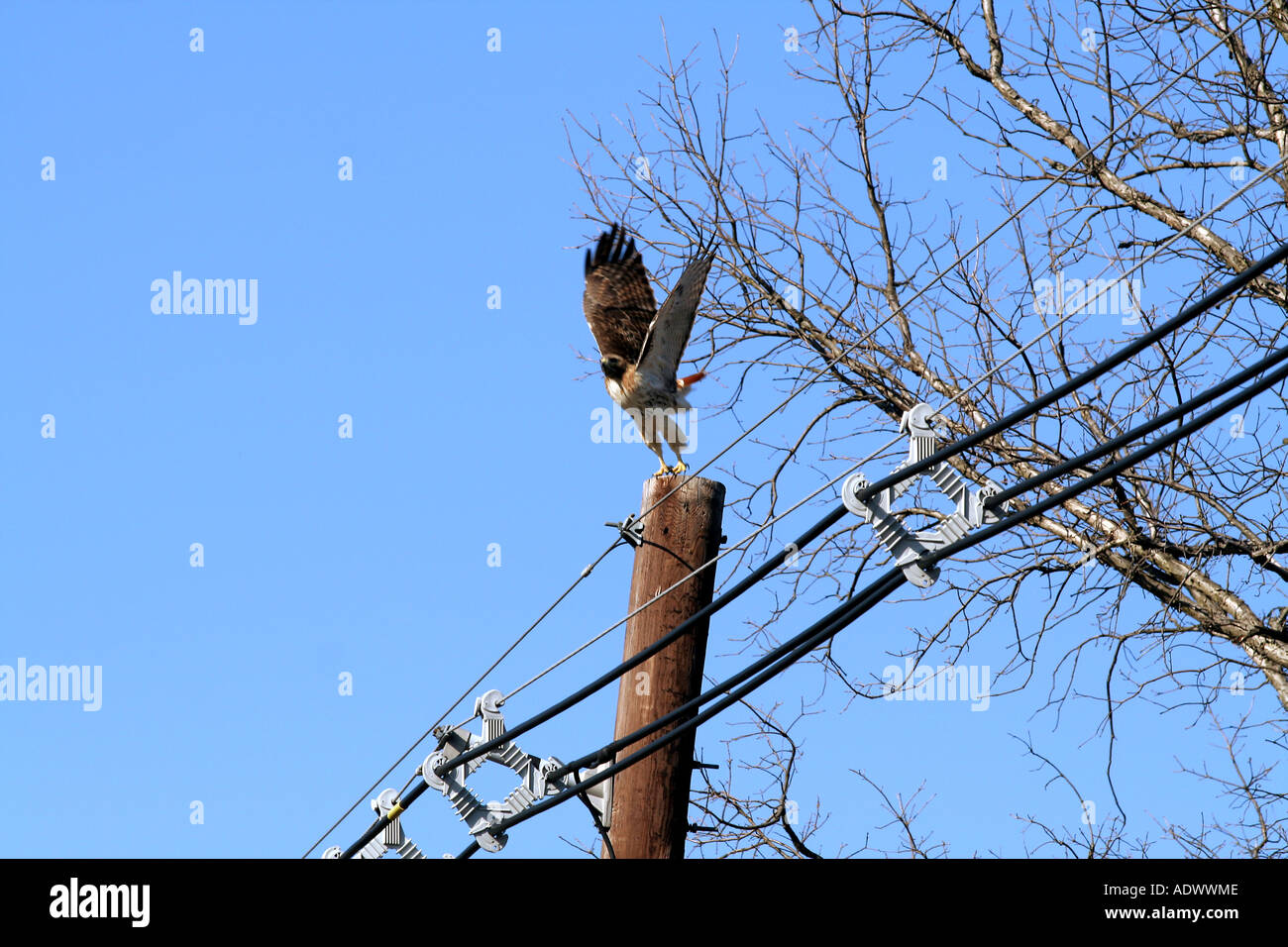 A North American redtailed hawk taking off from a utility pole Stock ...