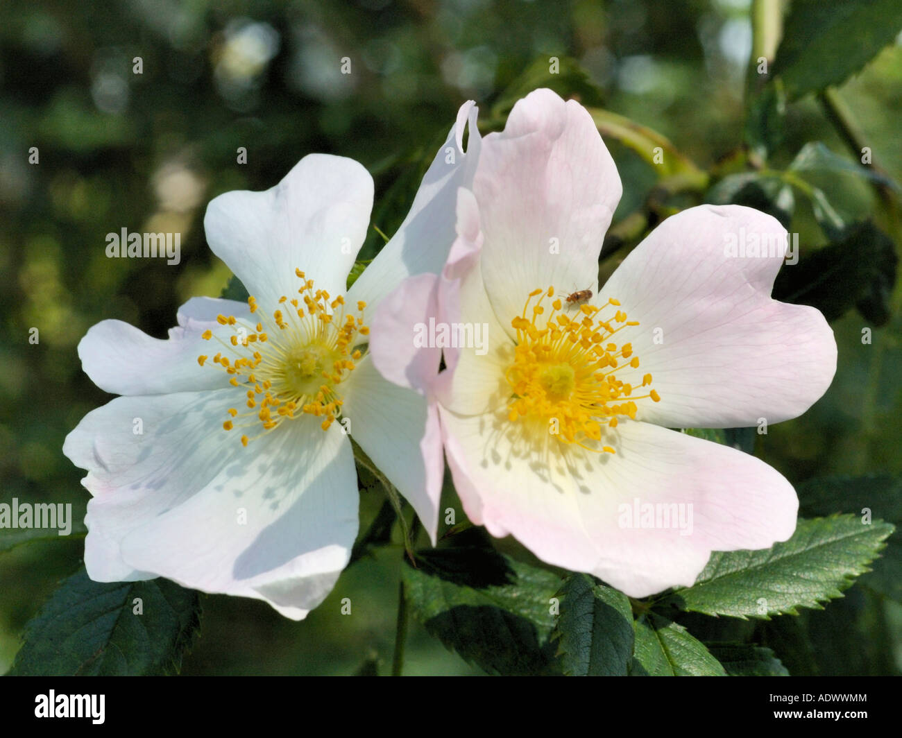 Dog rose, Rosa canina Stock Photo - Alamy