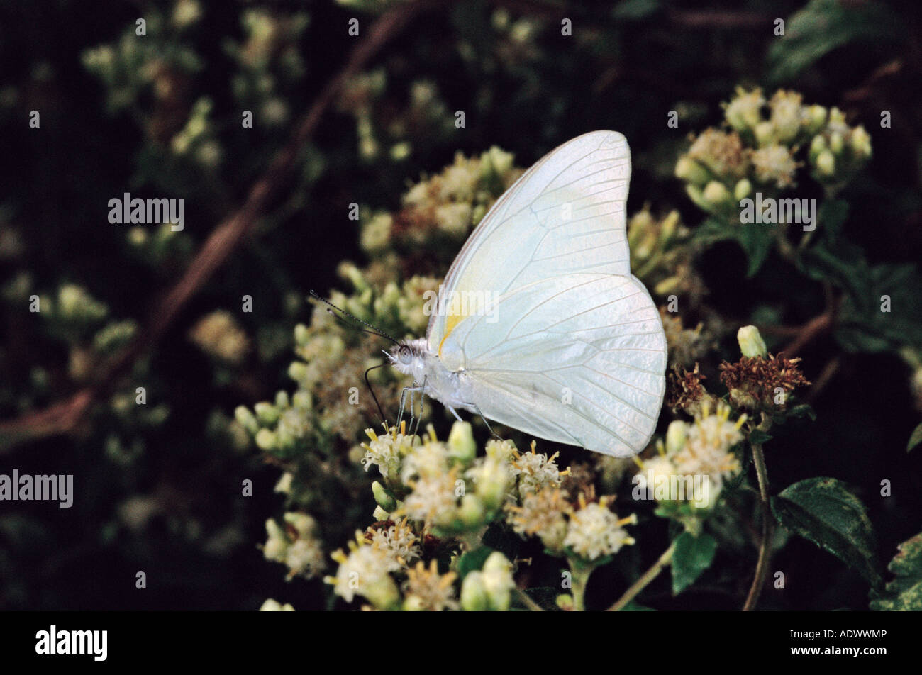 Appias drusilla hi-res stock photography and images - Alamy