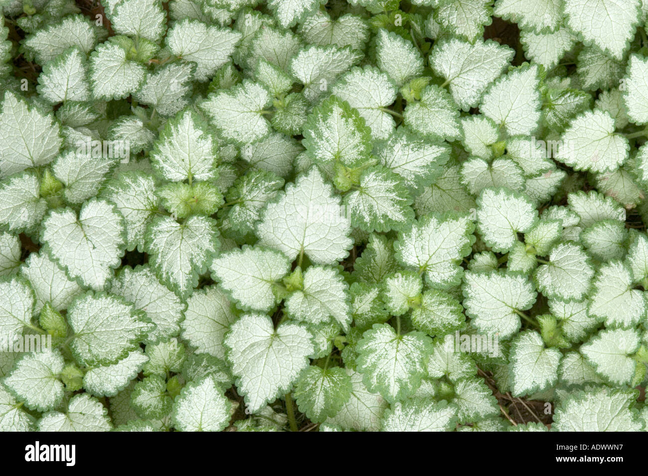Dead nettle ground cover hi-res stock photography and images - Alamy