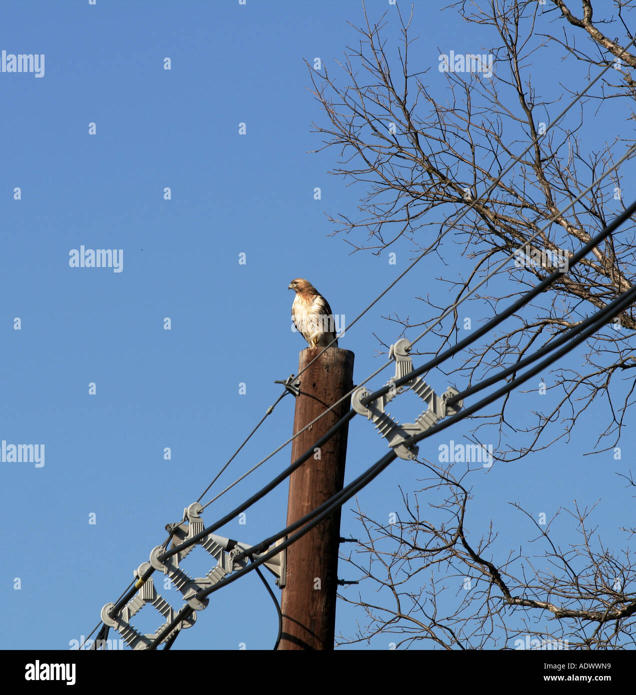 A North American Redtail Hawk roosting on a utility pole Stock Photo ...