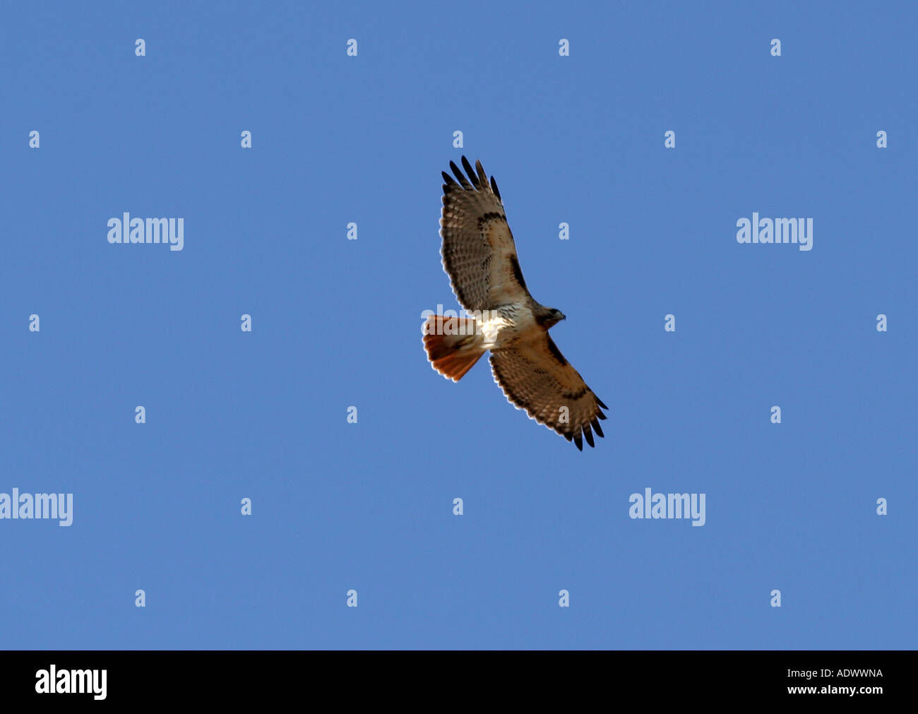 Redtail hunting hi-res stock photography and images - Alamy