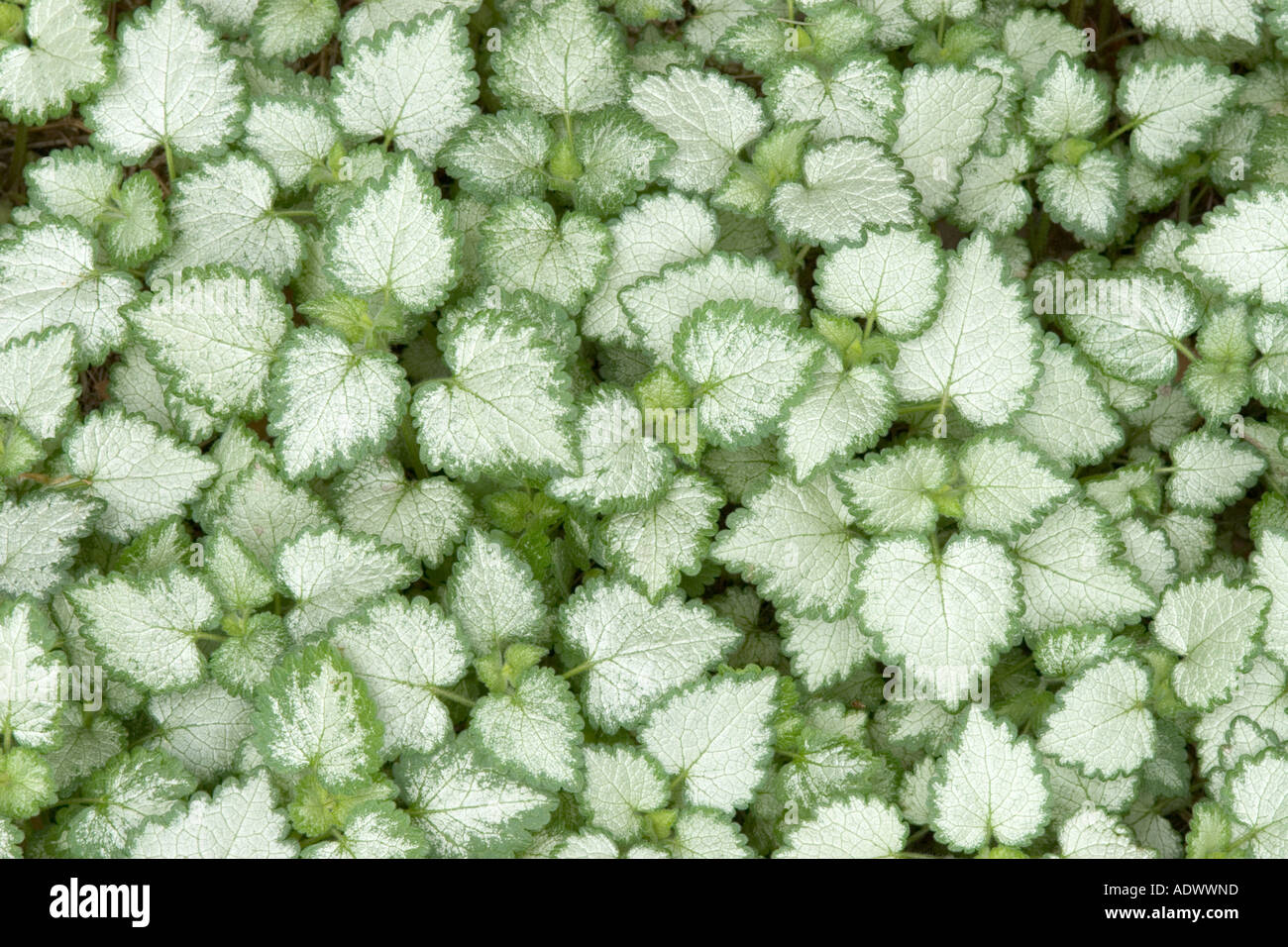 Dead nettle ground cover hi-res stock photography and images - Alamy