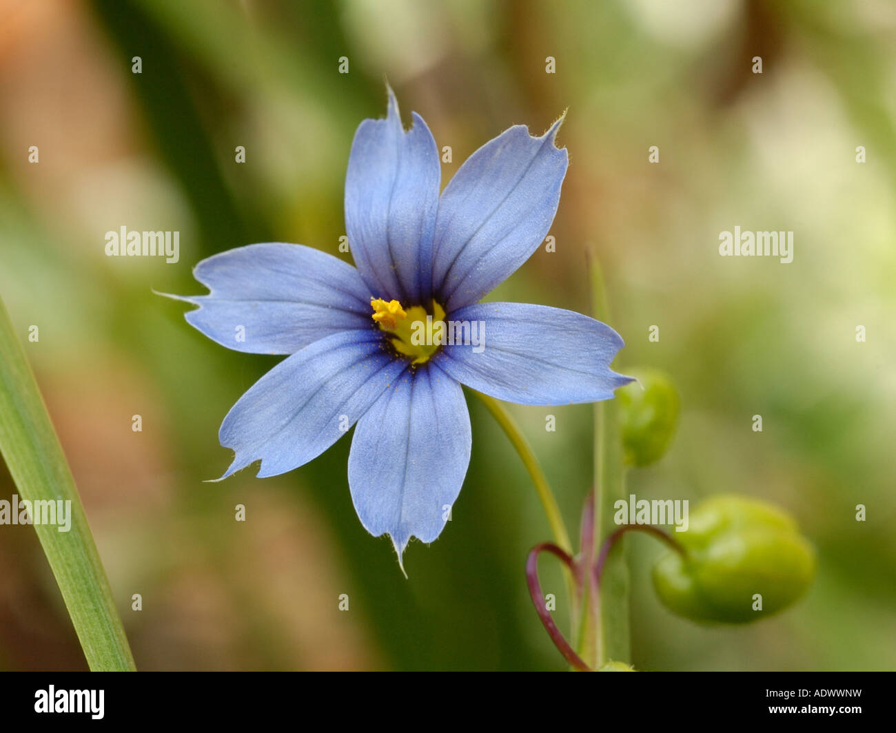 Bermudiana hi-res stock photography and images - Alamy