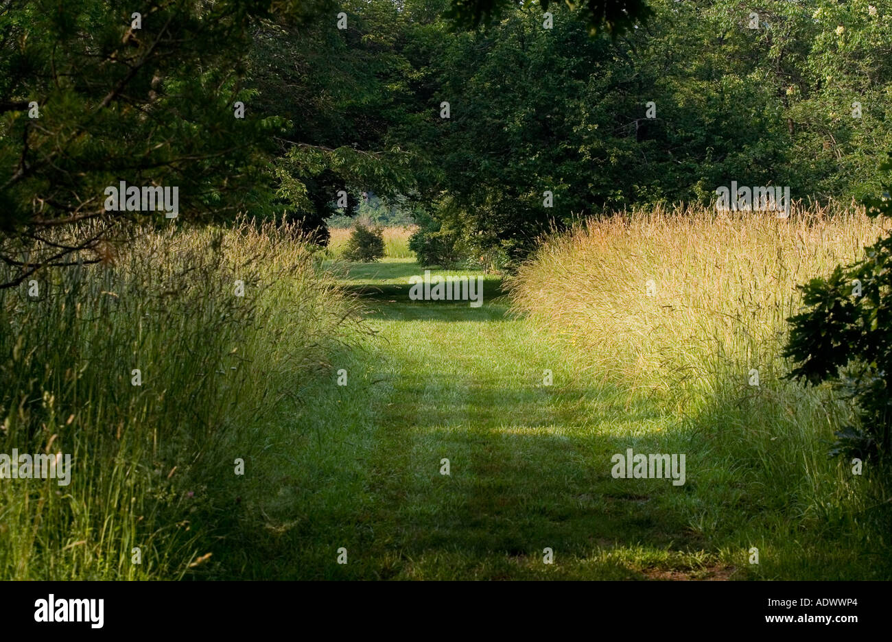 A country lane in a park like setting Stock Photo - Alamy