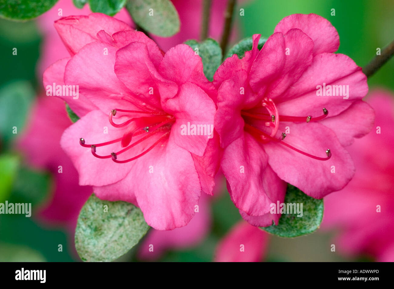 Red azalia hi-res stock photography and images - Alamy