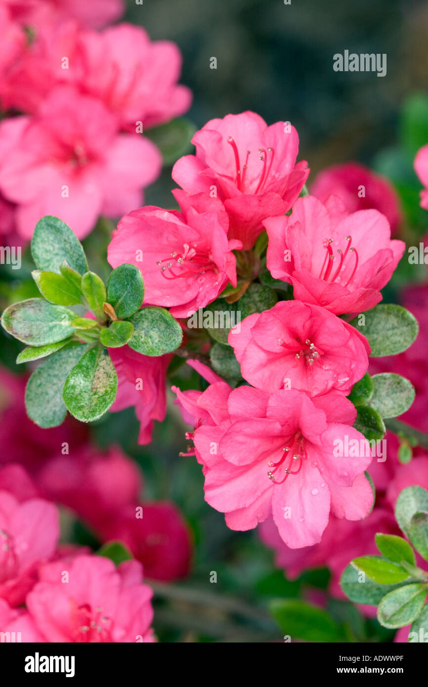 Red azalia hi-res stock photography and images - Alamy