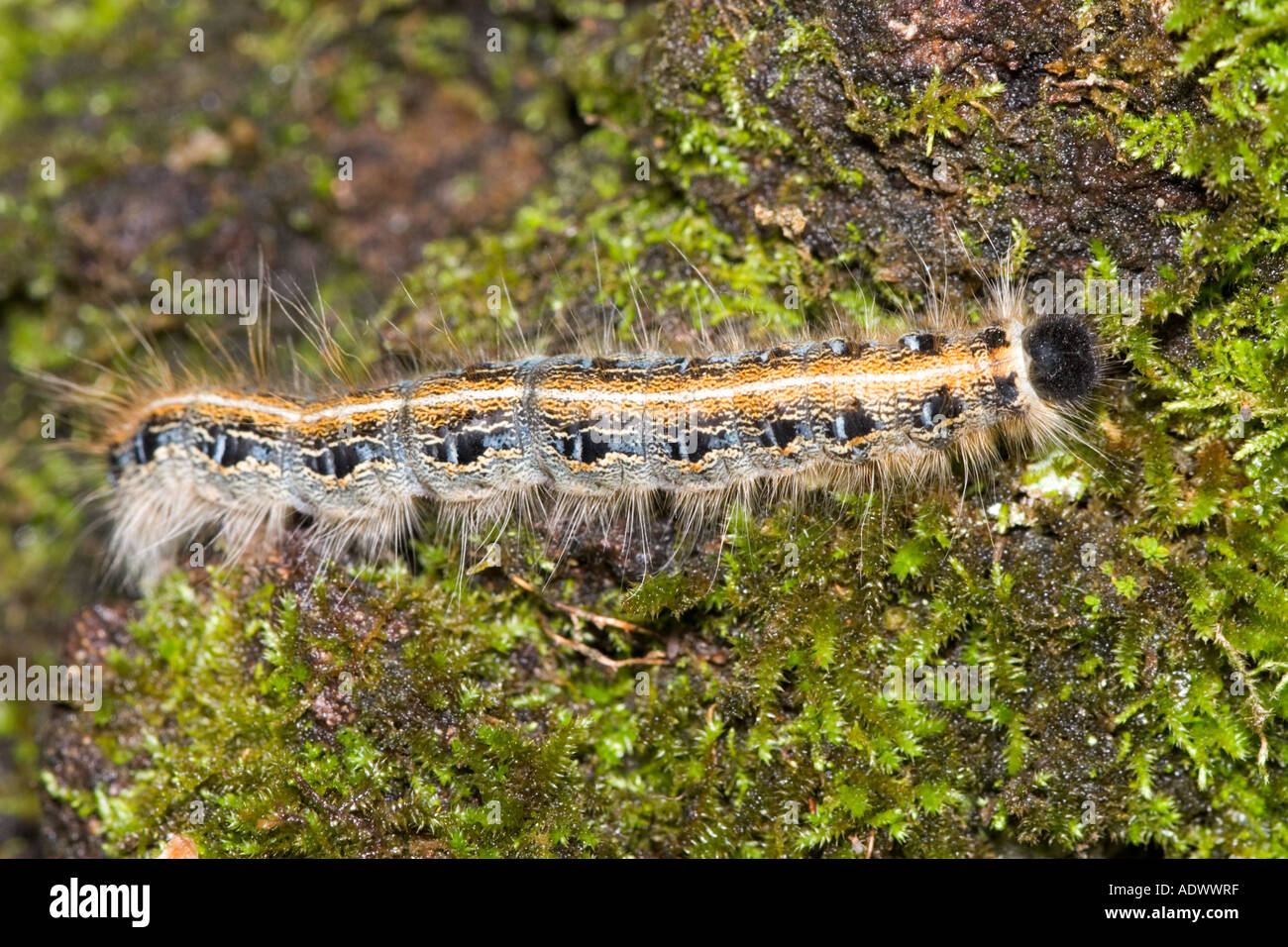 Eastern Tent Caterpillar Stock Photo - Alamy