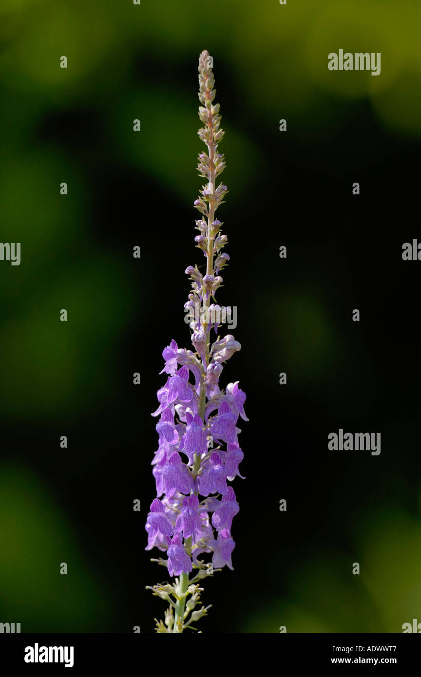 Purple Toadflax Linaria Purpurea Stock Photos & Purple Toadflax Linaria ...