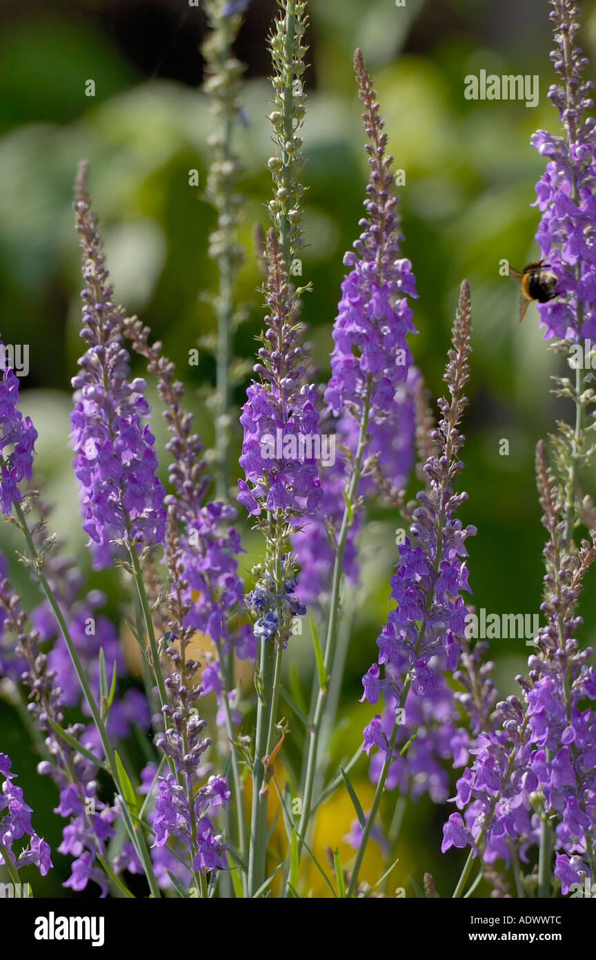 Purple Toadflax Linaria purpurea Stock Photo - Alamy