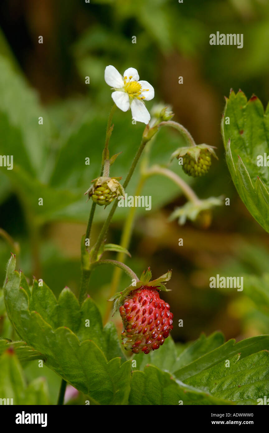 Fragaria cultivar hi-res stock photography and images - Alamy