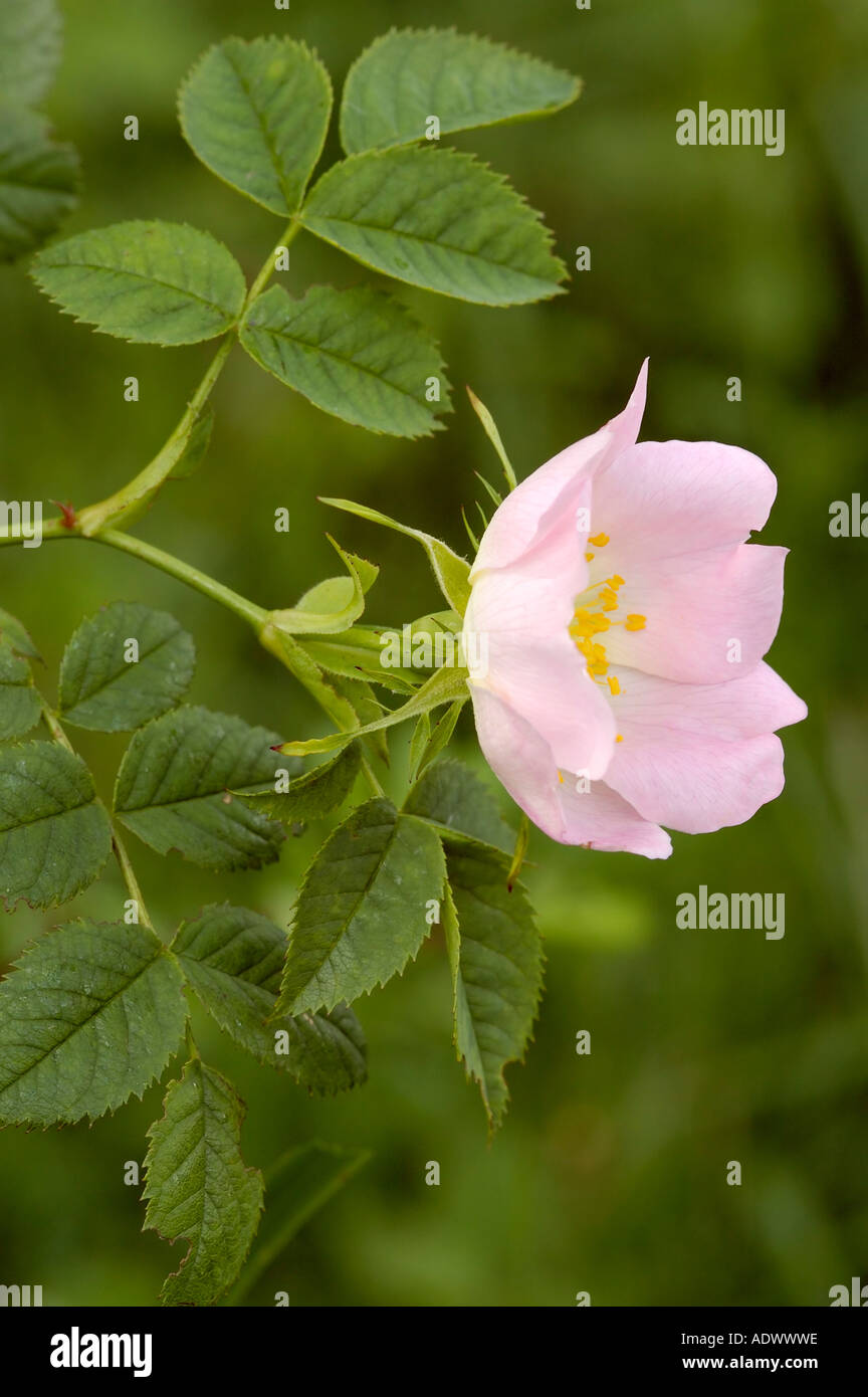 Dog Rose Rosa canina Stock Photo - Alamy