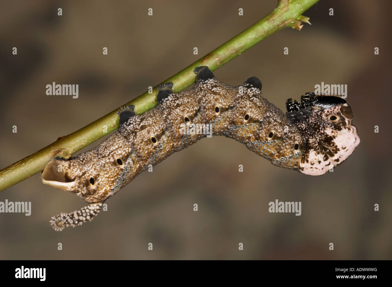 Death's Head Hawk Moth larva - Acherontia atropos - brown form Stock ...