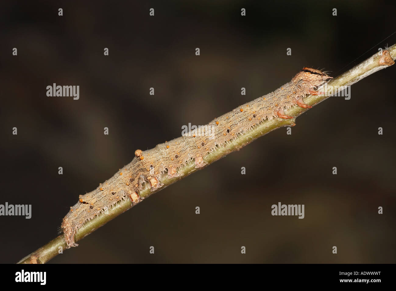 Red Underwing larva - Catocala nupta Stock Photo - Alamy