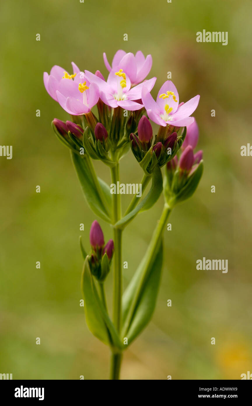 Common Centaury Centaurium erythraea Stock Photo - Alamy
