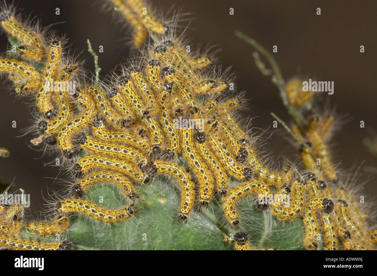 Buff tip moth larvae hi-res stock photography and images - Alamy