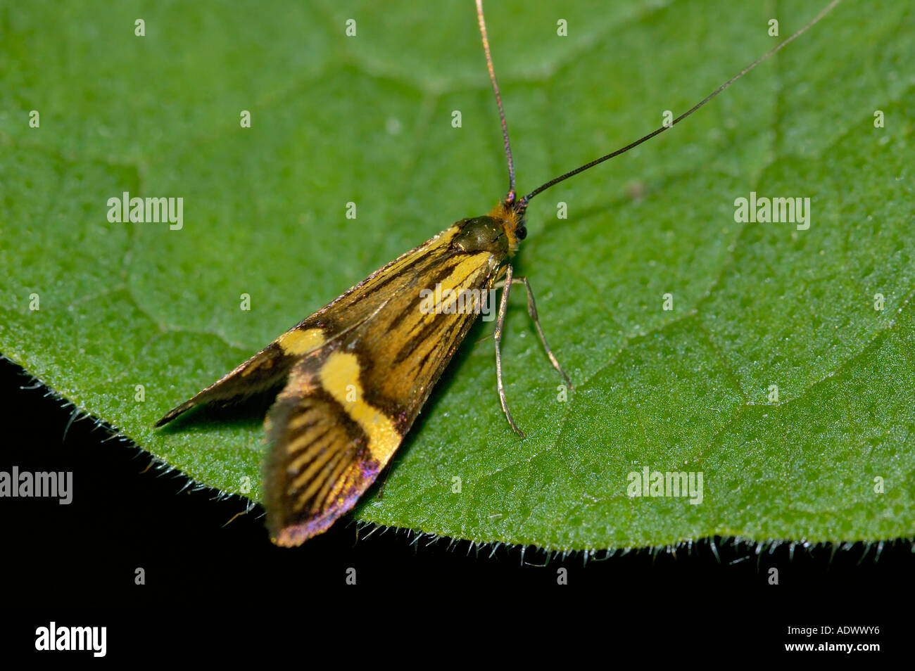 Longhorn moth Nemophora degeerella Stock Photo - Alamy