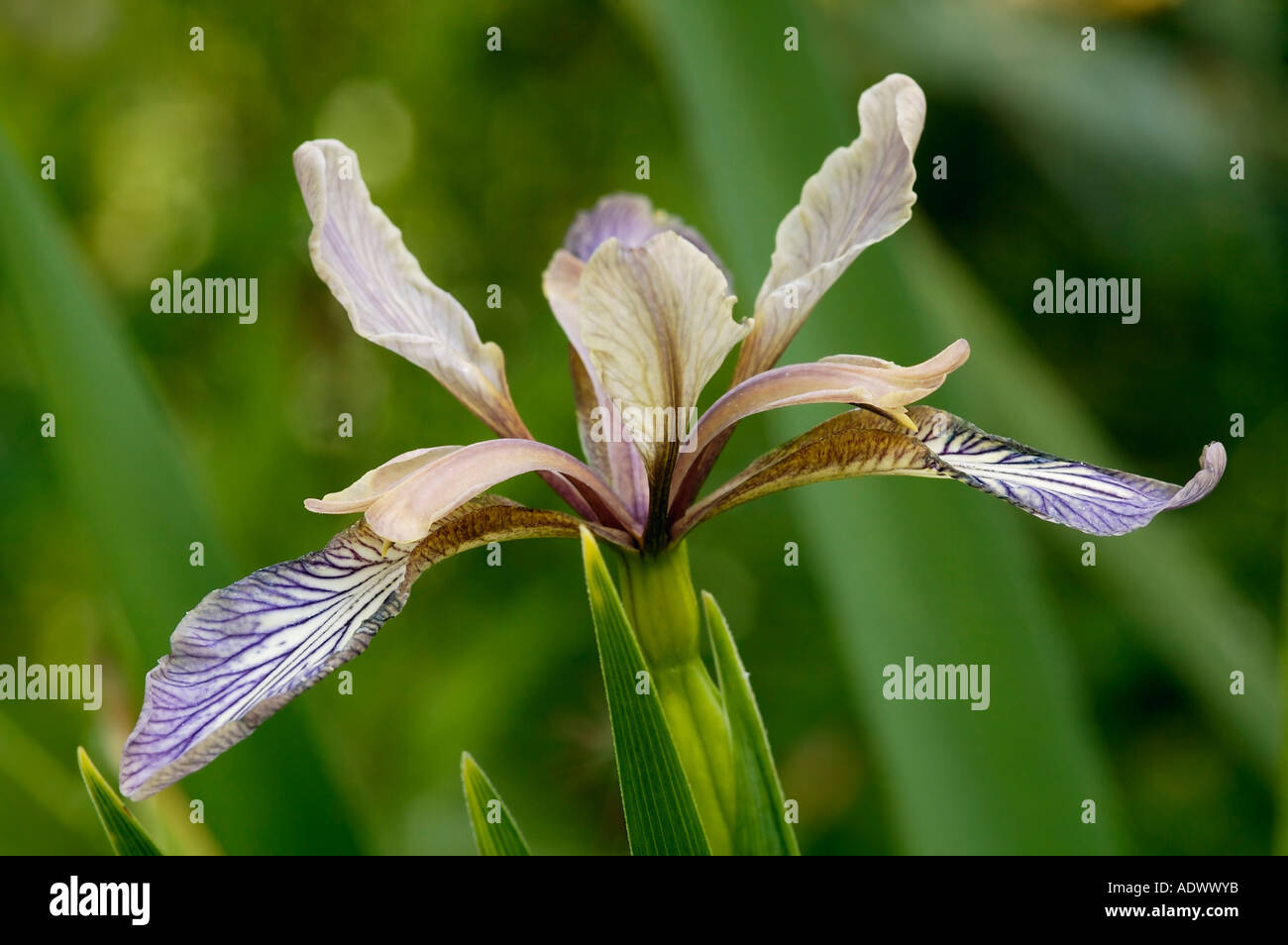 Stinking Iris Iris foetidissima Stock Photo - Alamy