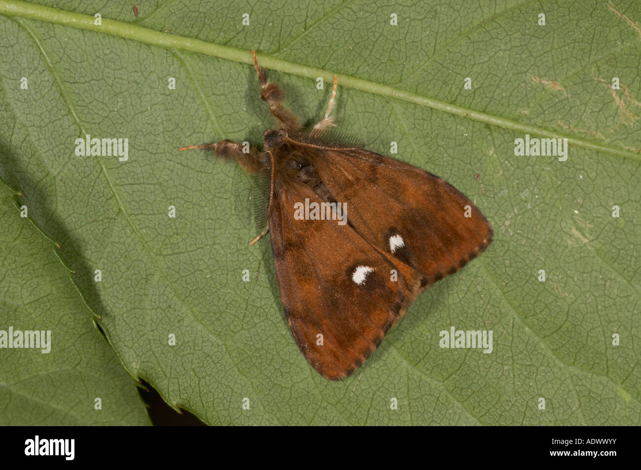 Vapourer Moth male - Orgyia antiqua Stock Photo - Alamy