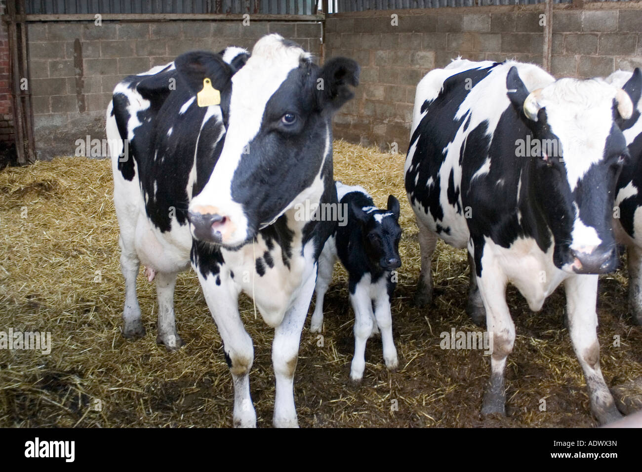 Mad Cow Calf Hay