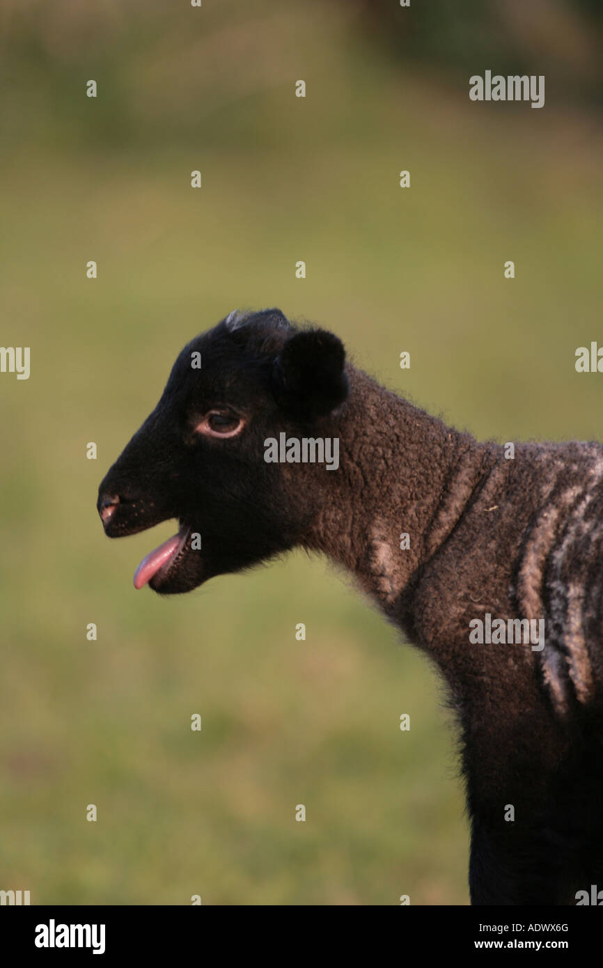 Black lamb bleeting in grass field Stock Photo - Alamy