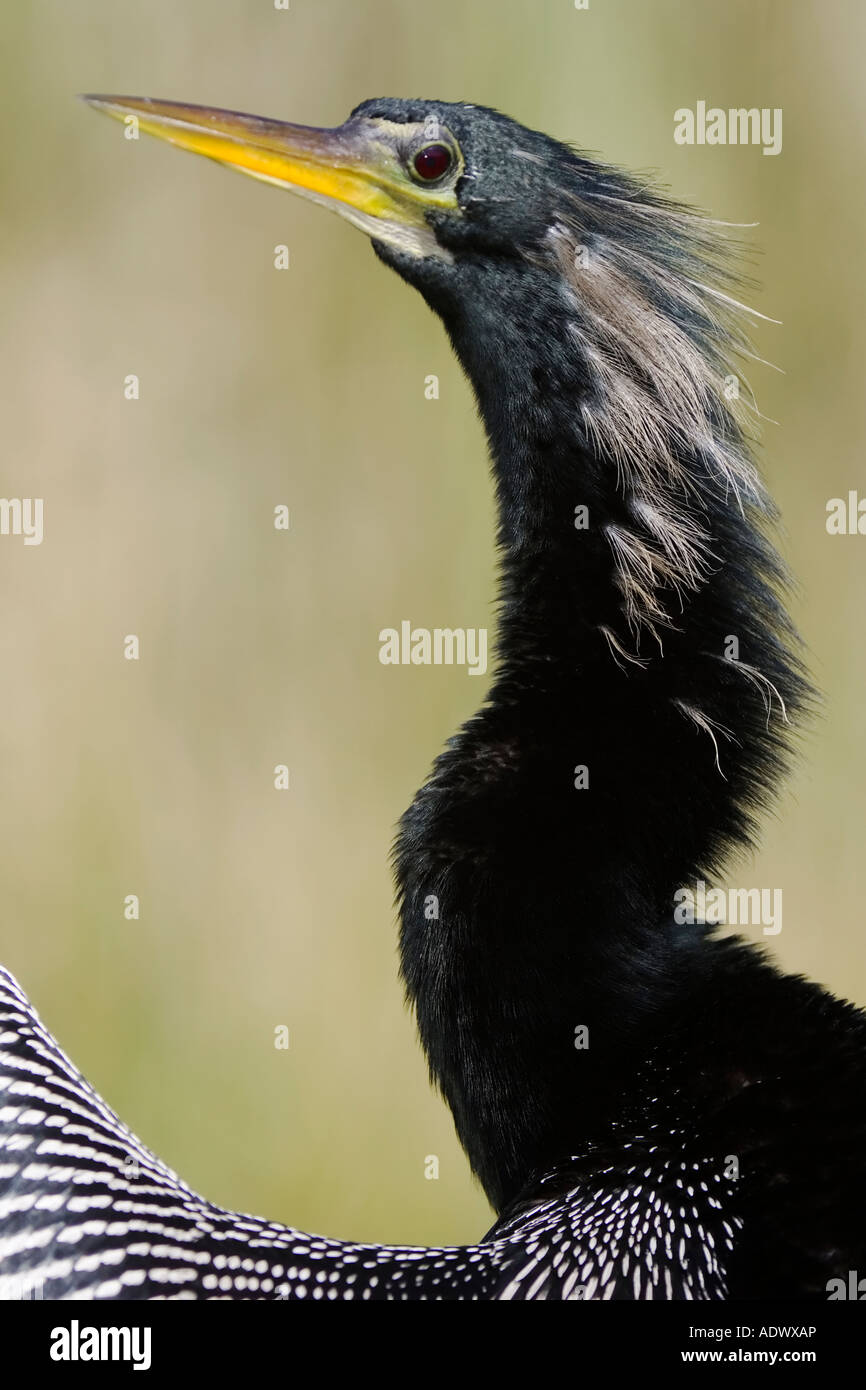 An adult male Anhinga in breeding plumage Stock Photo - Alamy