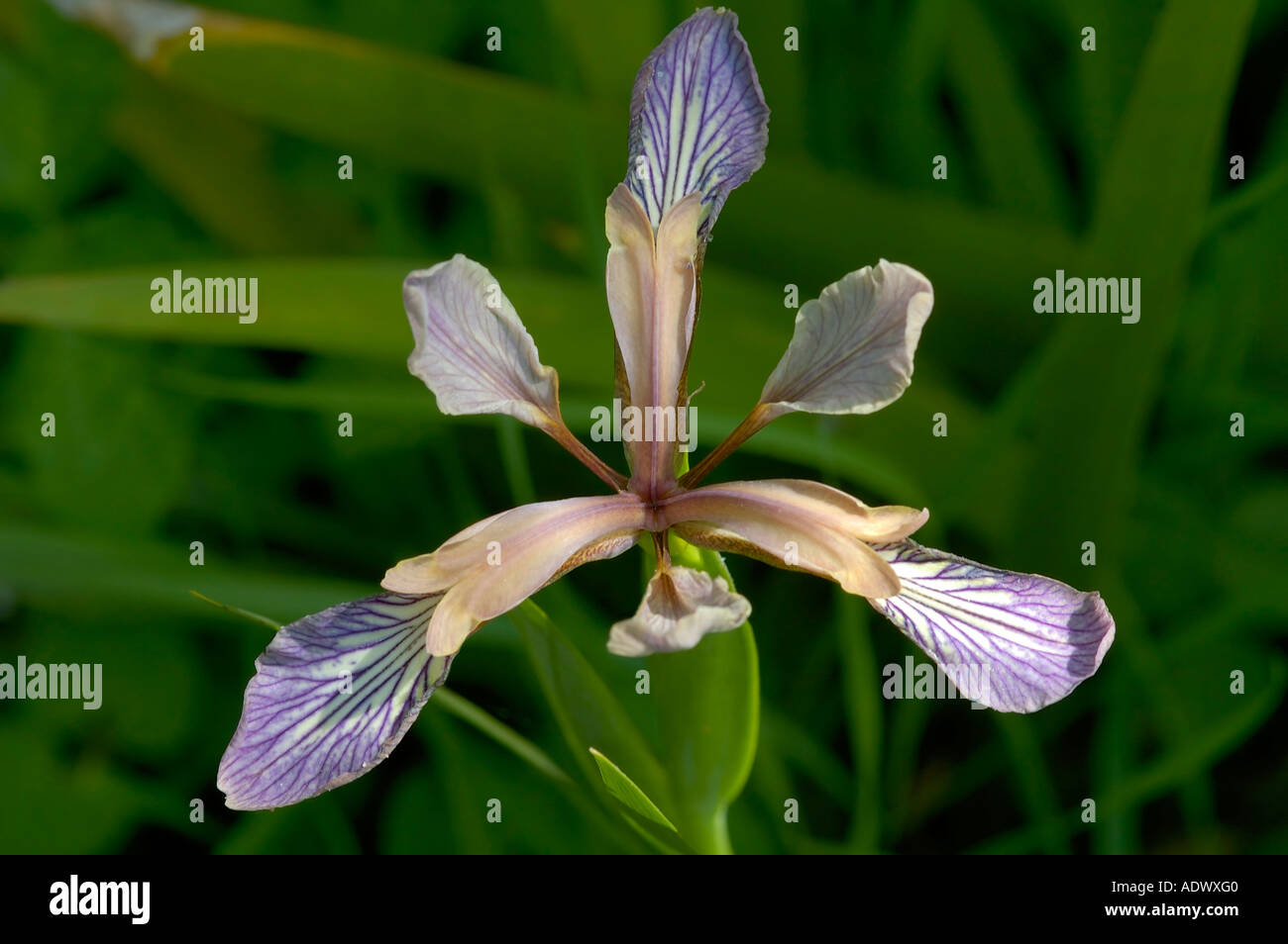 Stinking Iris Iris foetidissima Stock Photo - Alamy