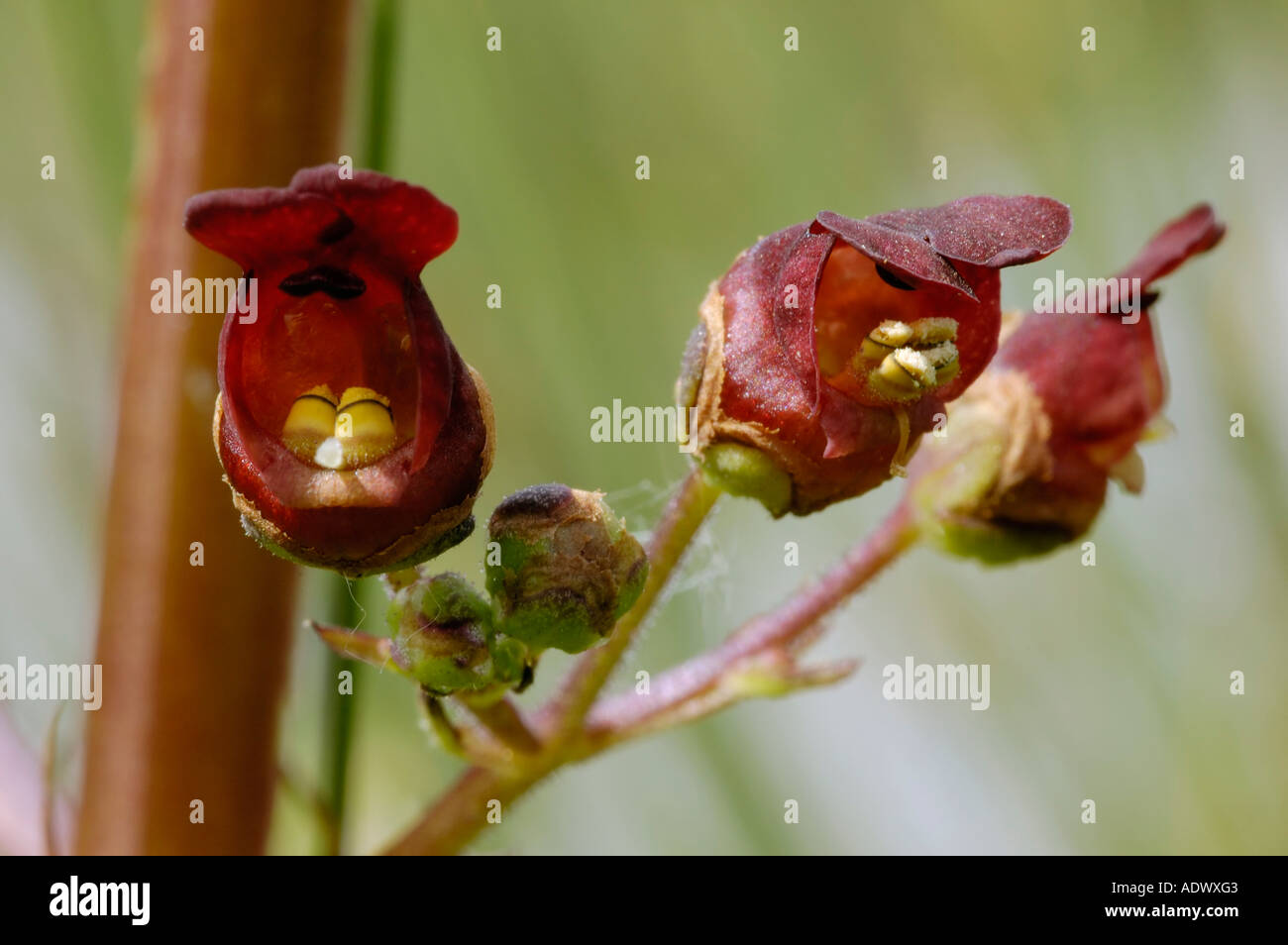 Water Figwort Scrophularia auriculata Stock Photo - Alamy