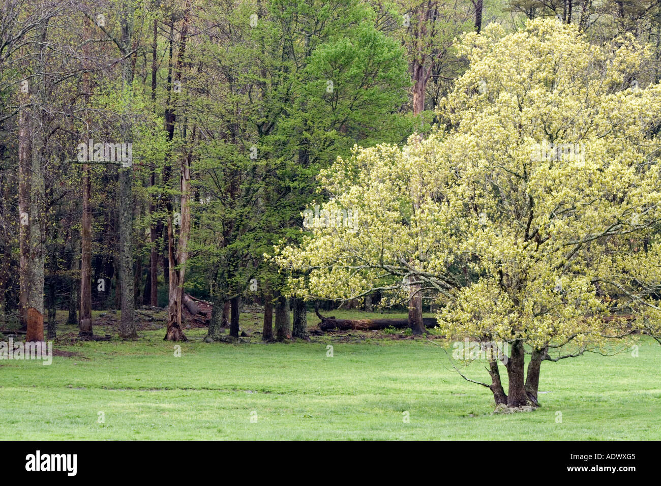 Tree in field Stock Photo - Alamy