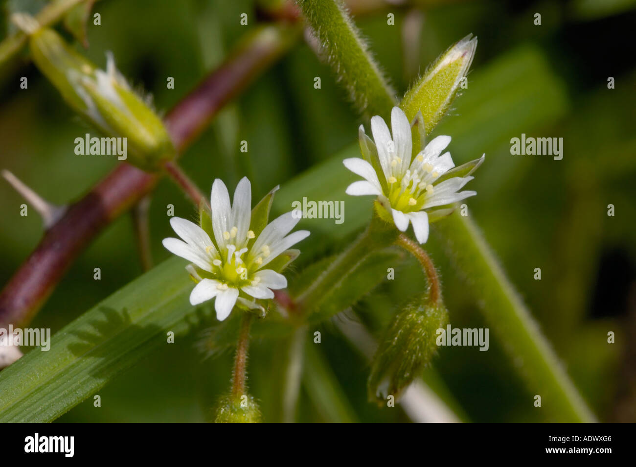 Common Mouse ear Cerastium fontanum Stock Photo - Alamy