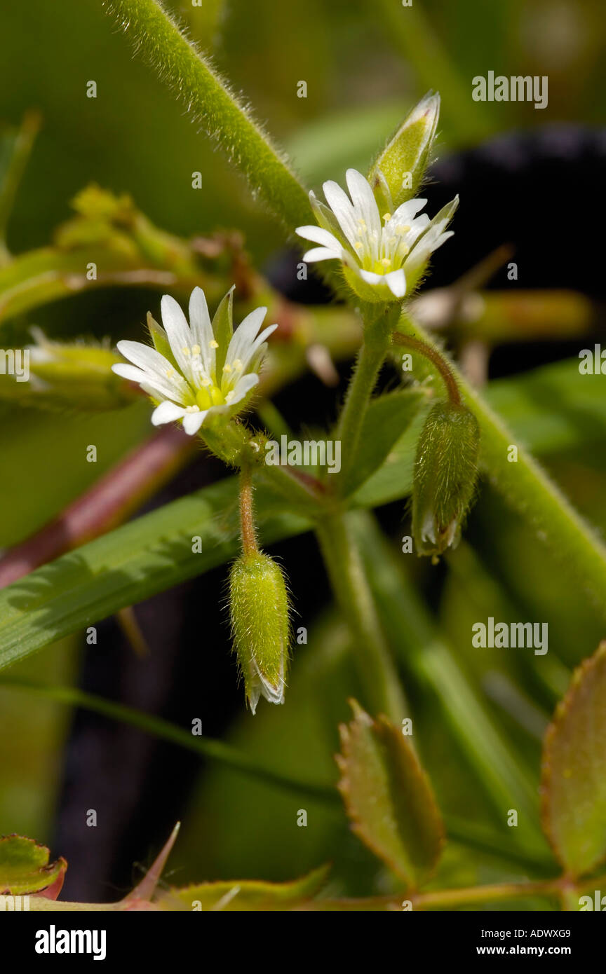 Common Mouse ear Cerastium fontanum Stock Photo - Alamy