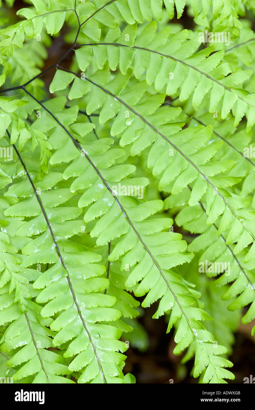 Maiden ferns hi-res stock photography and images - Alamy