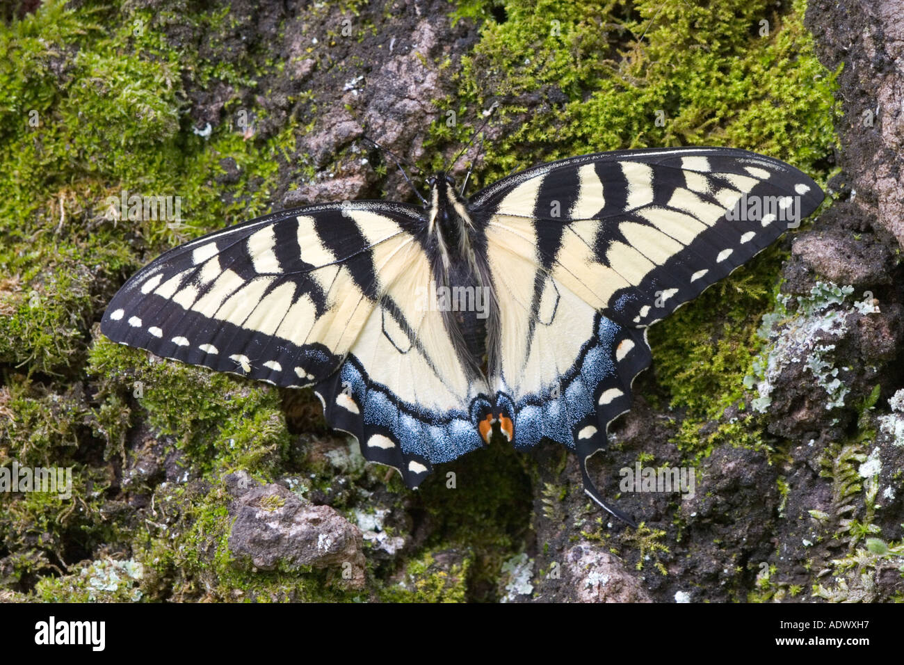 Eastern tiger swallowtail Stock Photo - Alamy