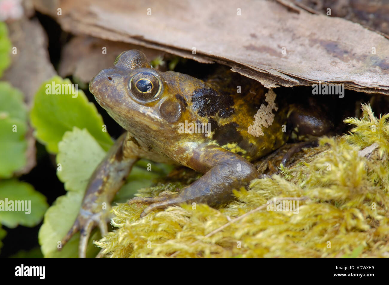 Common Frog Rana temporaria Stock Photo - Alamy