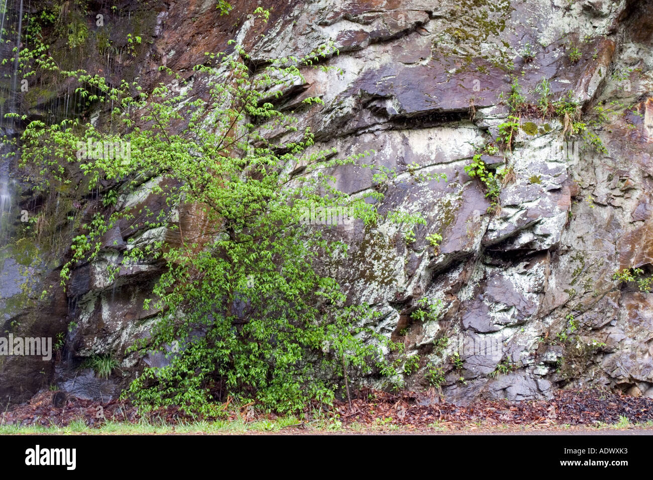 Tree growing near rock wall Stock Photo - Alamy