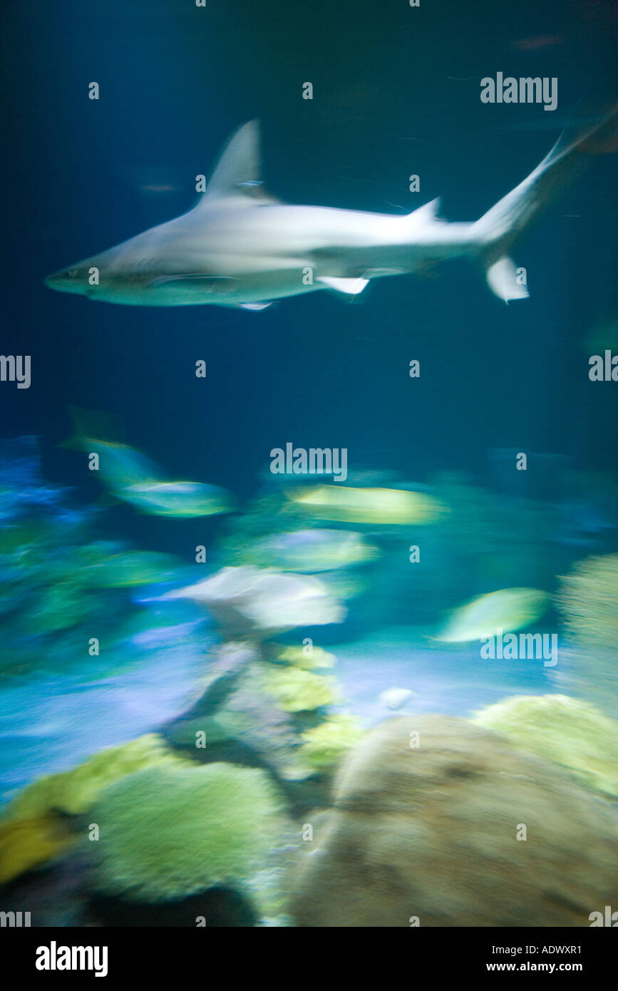 Shedd Aquarium Shark Tank