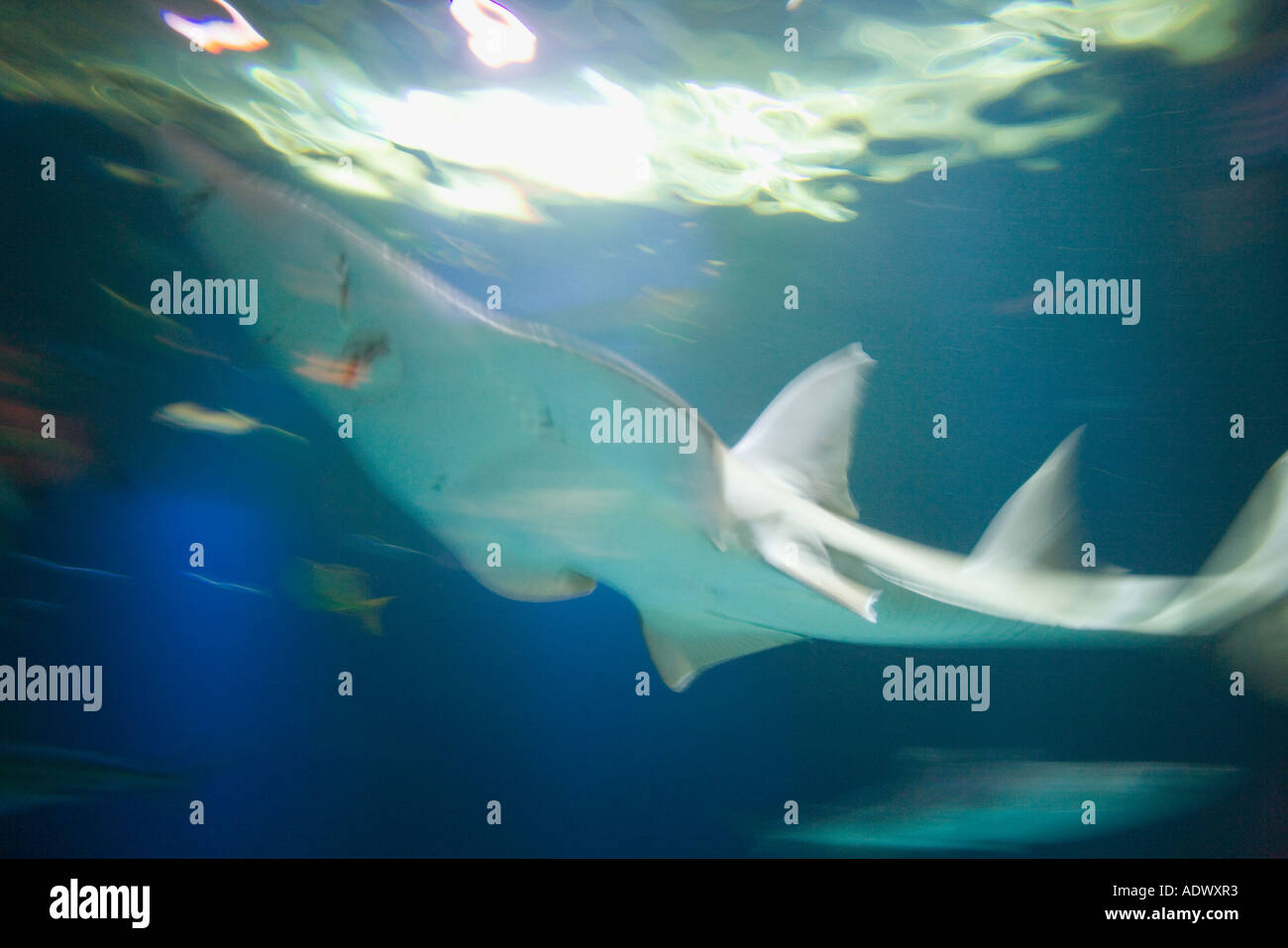 Shedd Aquarium Shark Tank