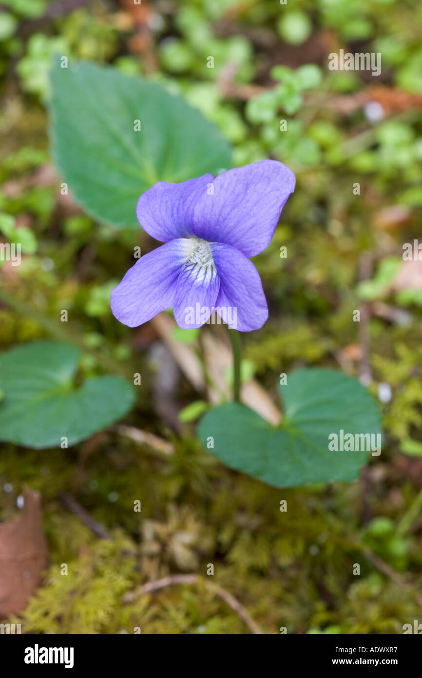Common blue violet Stock Photo - Alamy
