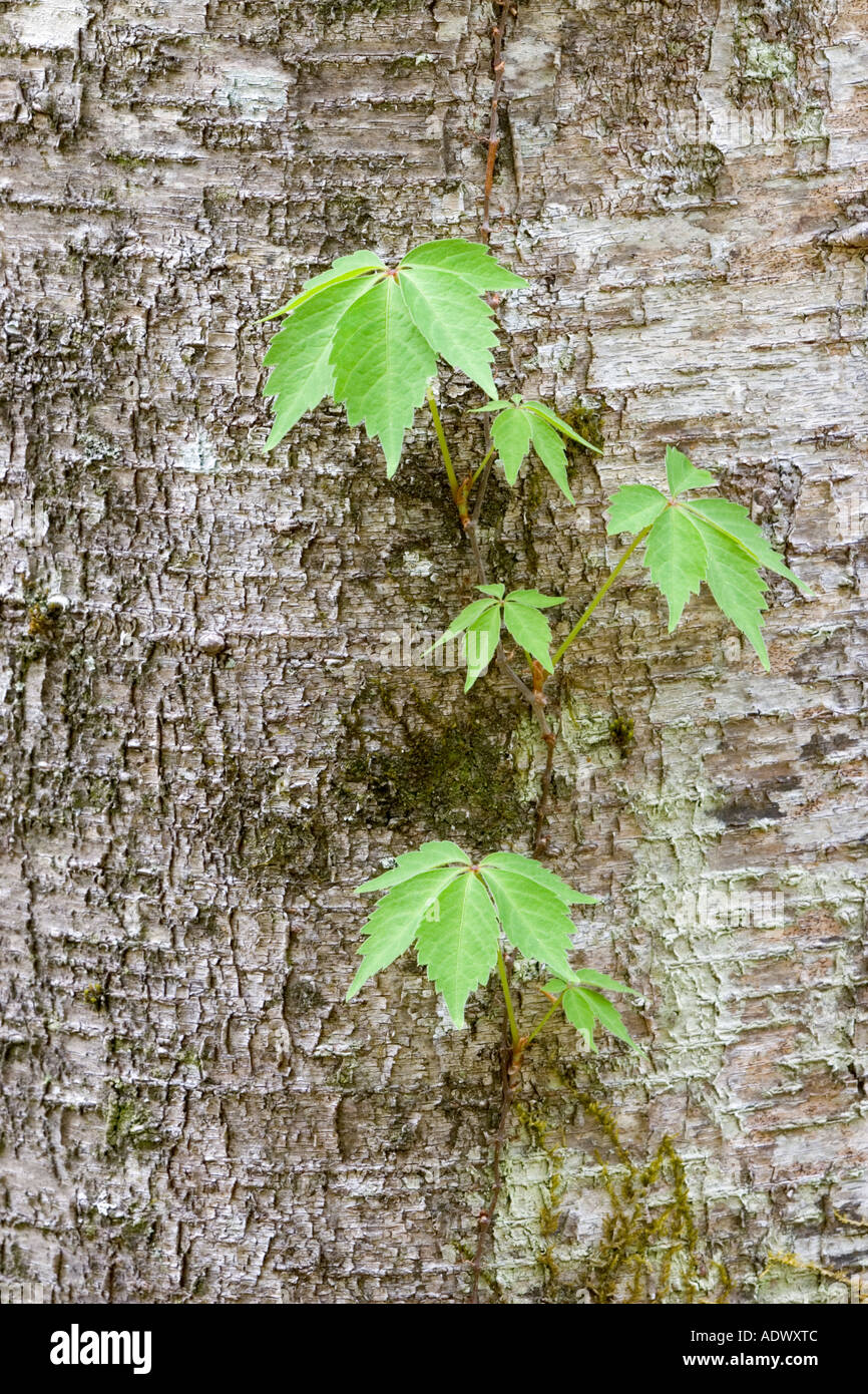 Virginia Creeper on a tree trunk Stock Photo - Alamy
