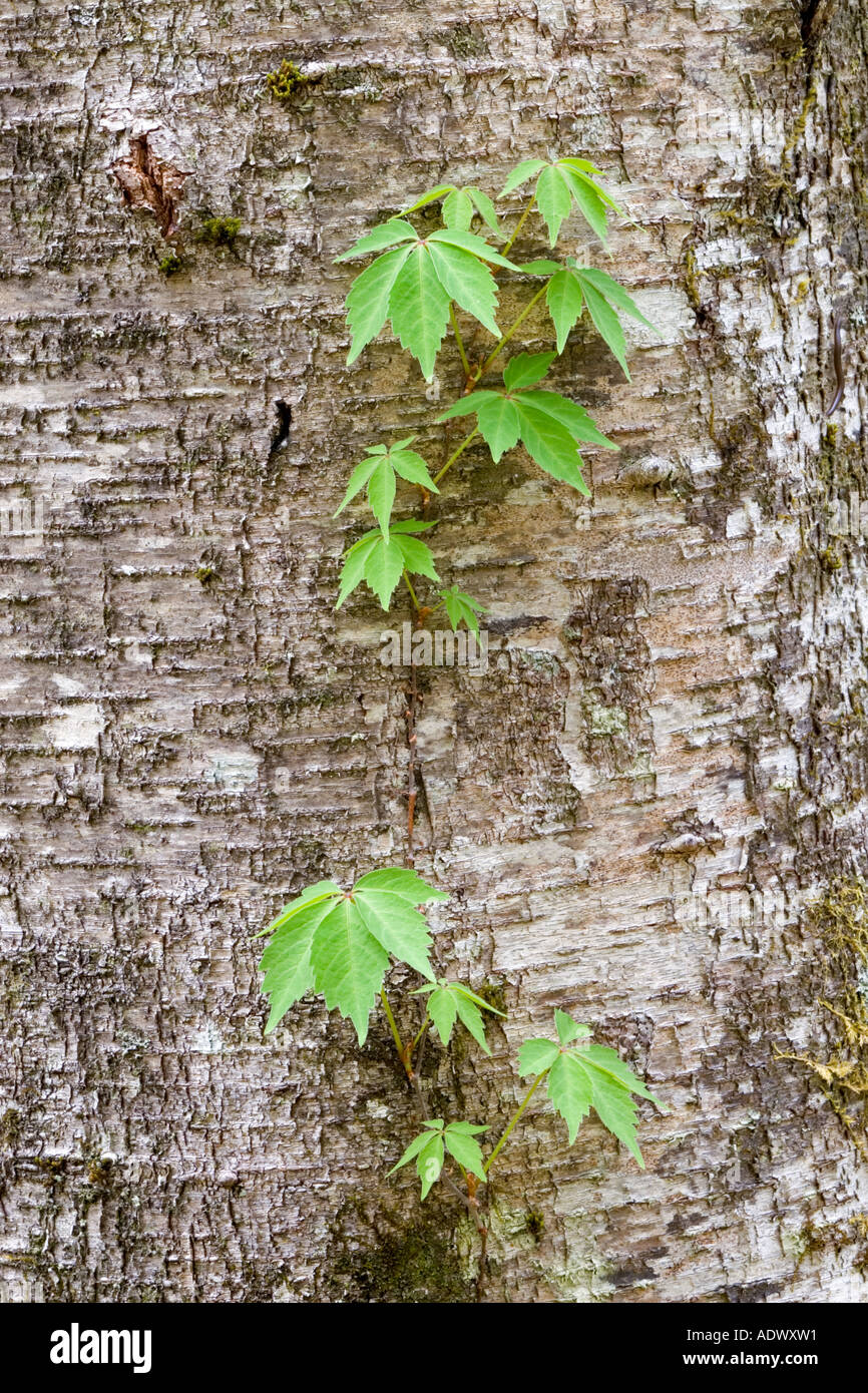 Virginia Creeper on a tree trunk Stock Photo - Alamy
