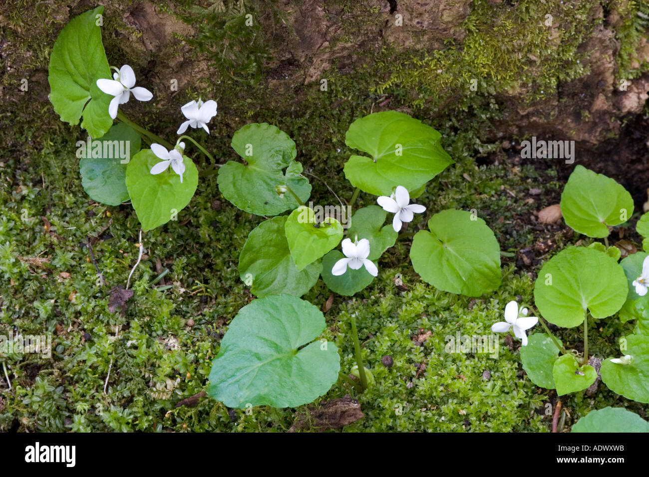 Sweet white violet Stock Photo - Alamy