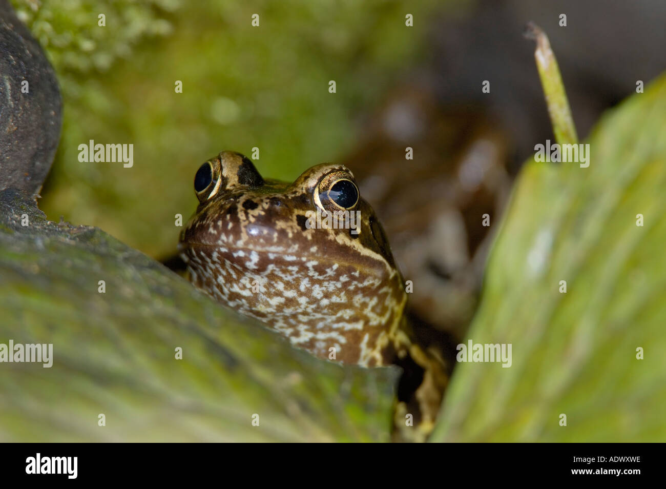 Common Frog Rana temporaria Stock Photo - Alamy