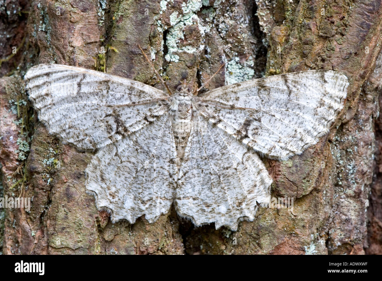 Grey moth on tree bark Stock Photo - Alamy