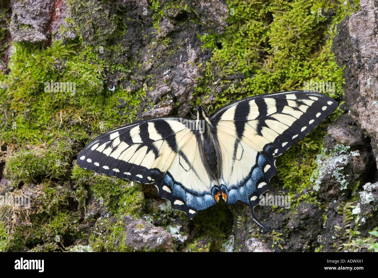 Eastern tiger swallowtail butterfly on mossy tree trunk Stock Photo - Alamy